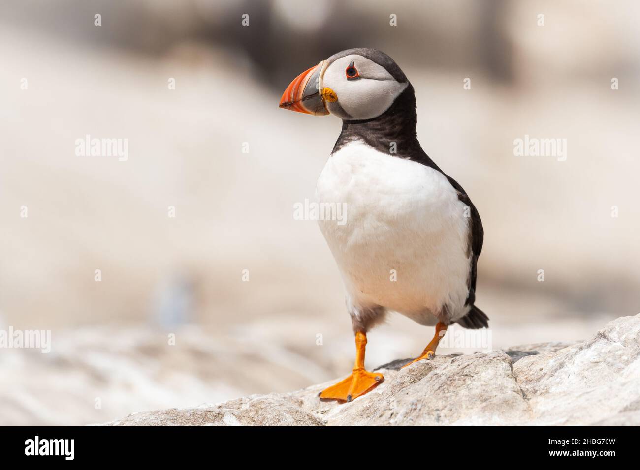 Alca artica hi-res stock photography and images - Alamy