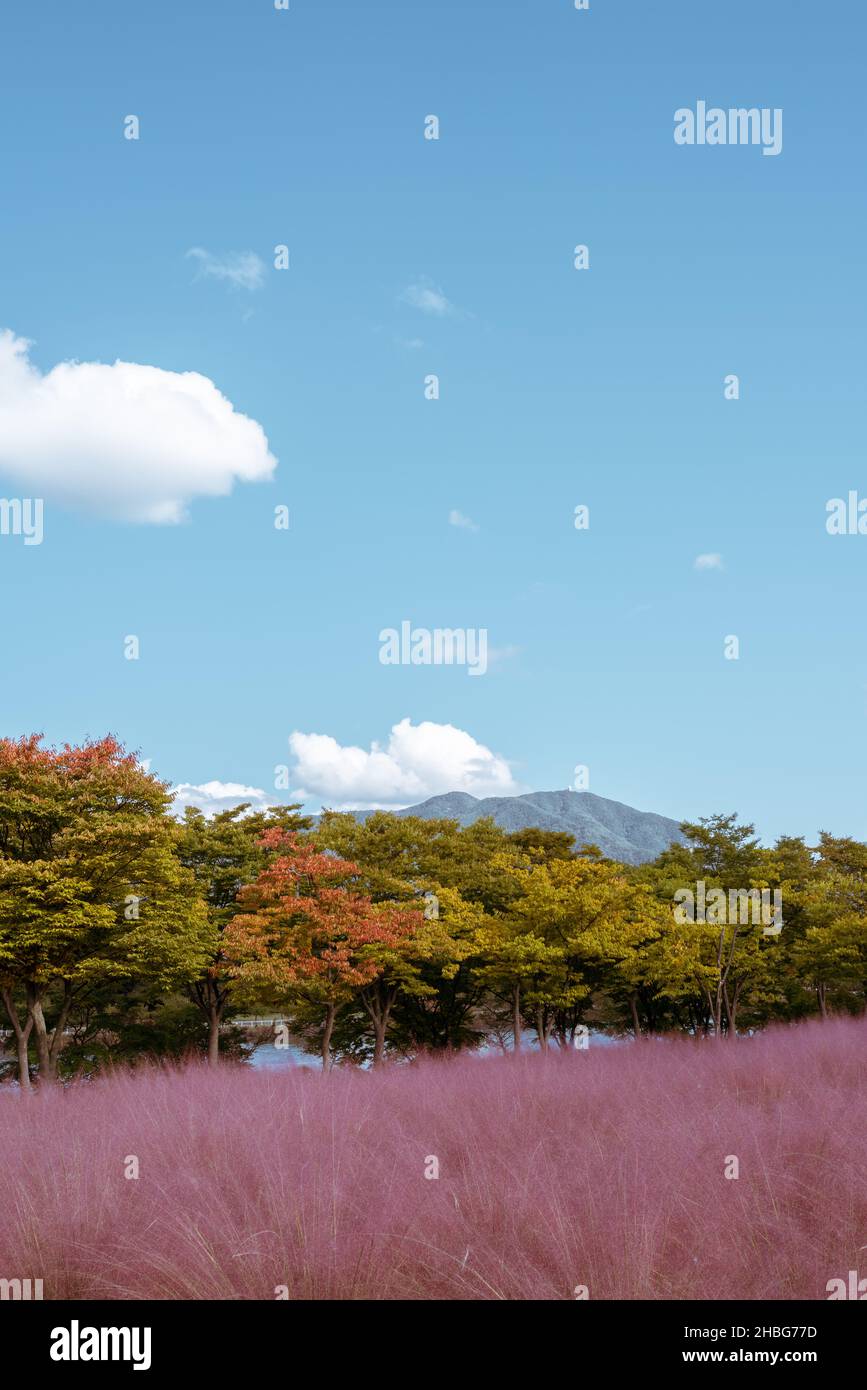 Misa Gyeongjeong Park Pink Muhly Grass in Hanam, Korea Stock Photo - Alamy