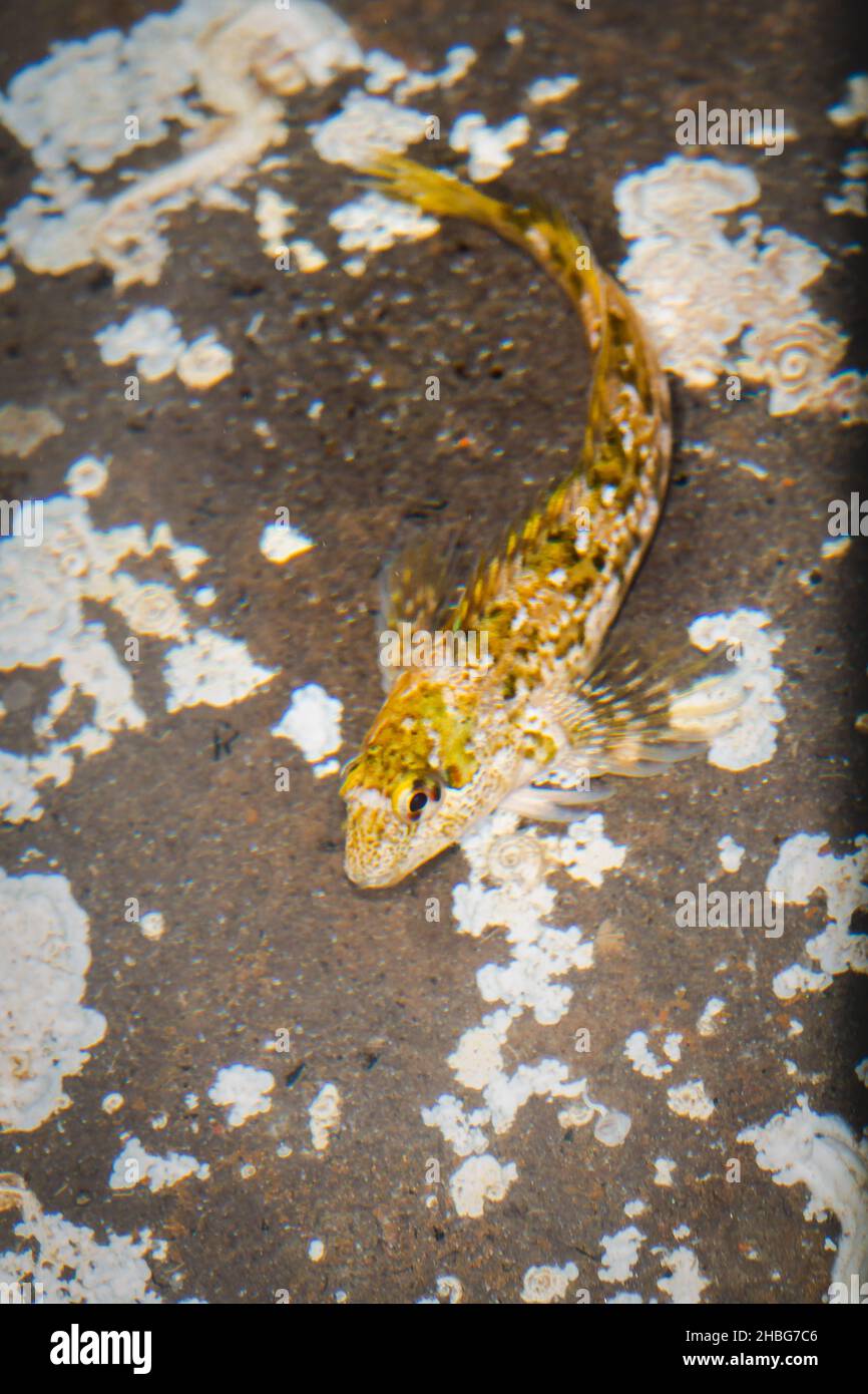 Shanny hi-res stock photography and images - Alamy
