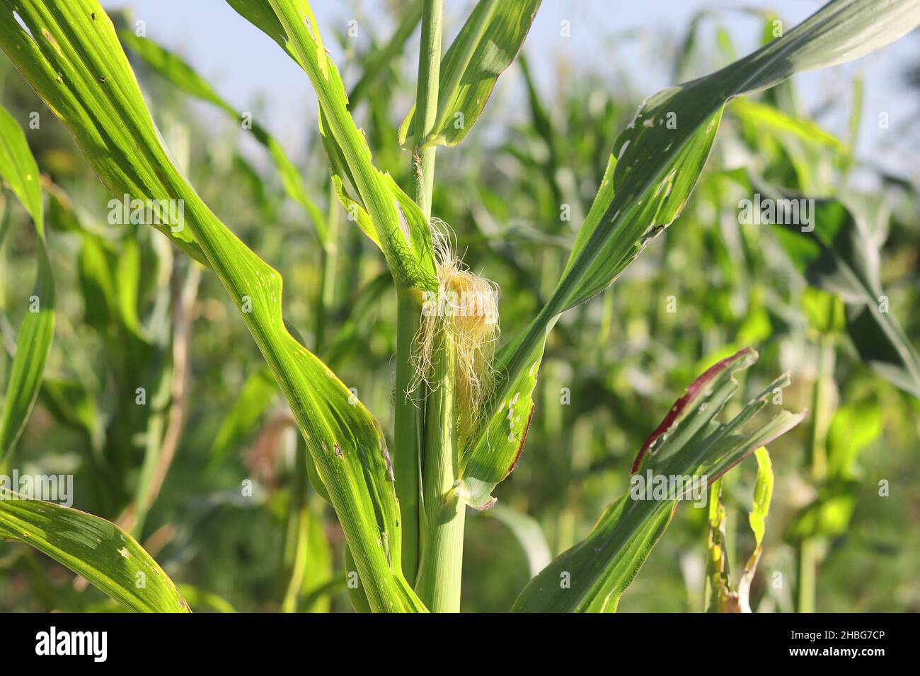 Close-up of Organic Maize Farming and Raising Raw Maize Fruits in Maize ...