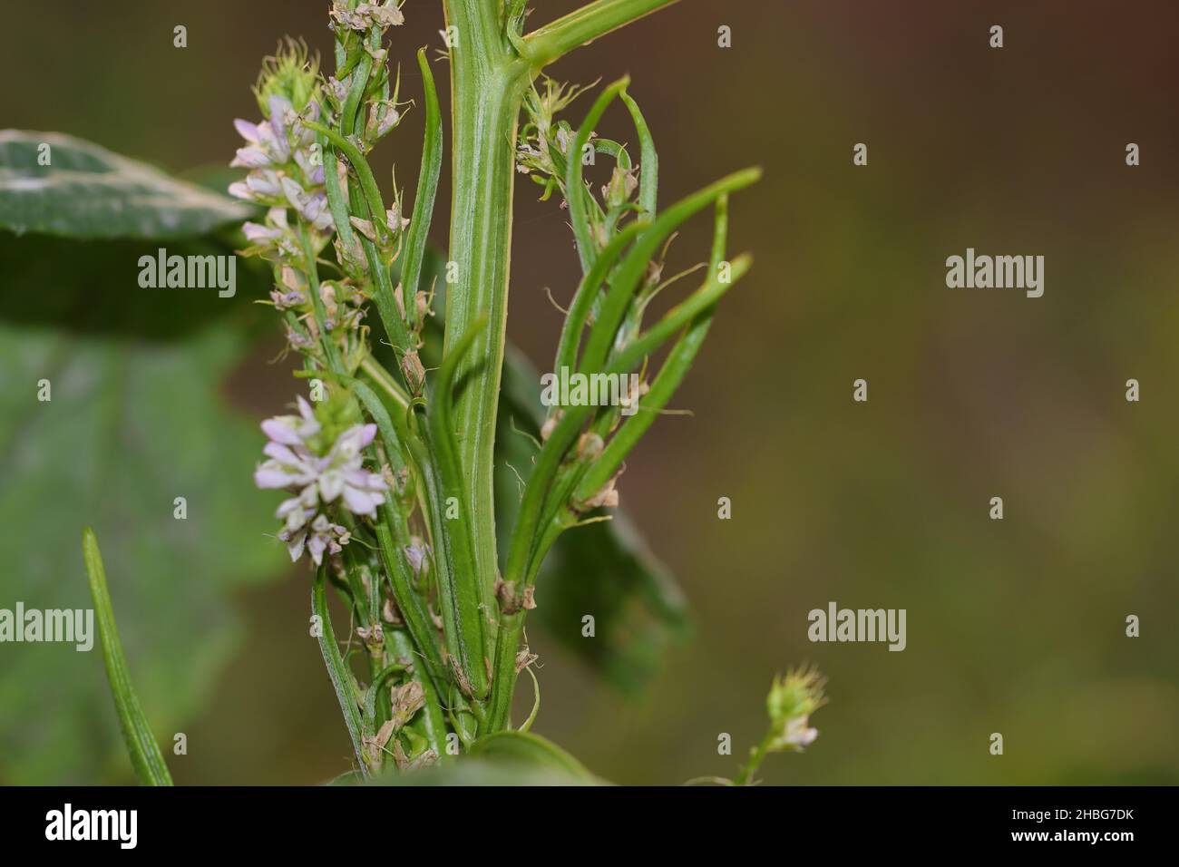 Close-up of Growing beans and flowers on a guar(cluster bean) plant ...