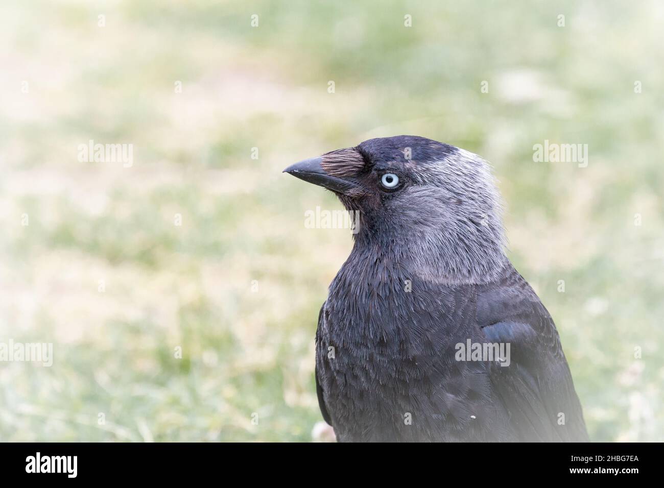 Close up headshot of a Jackdaw (Coloeus monedula) sitting in grassland ...
