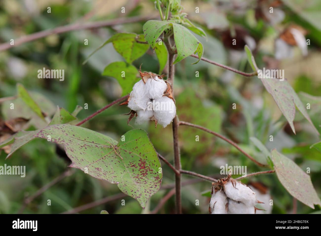Close-up of Photo of fiber ready by ripening fruit on cotton plant ...