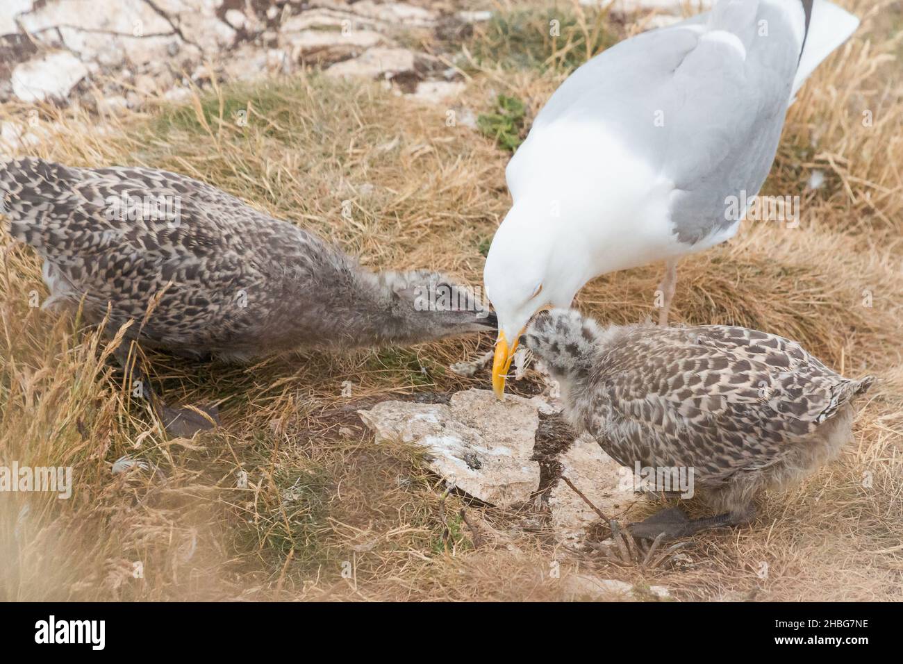 Gull caught a fish hi-res stock photography and images - Alamy