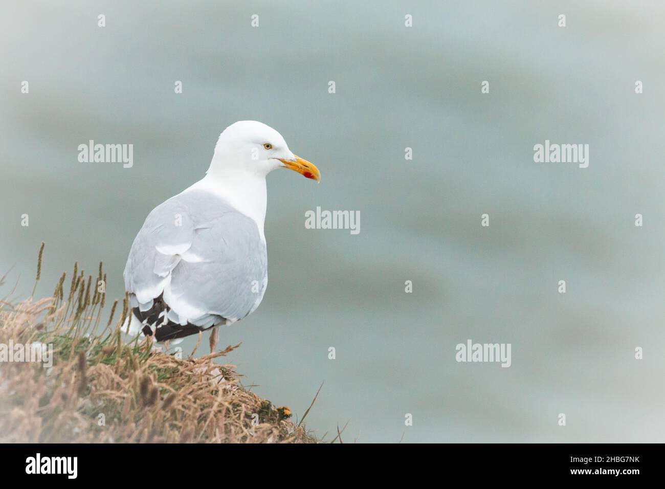 An adult herring gull (Larus argentatus) stands on the cliff top at ...