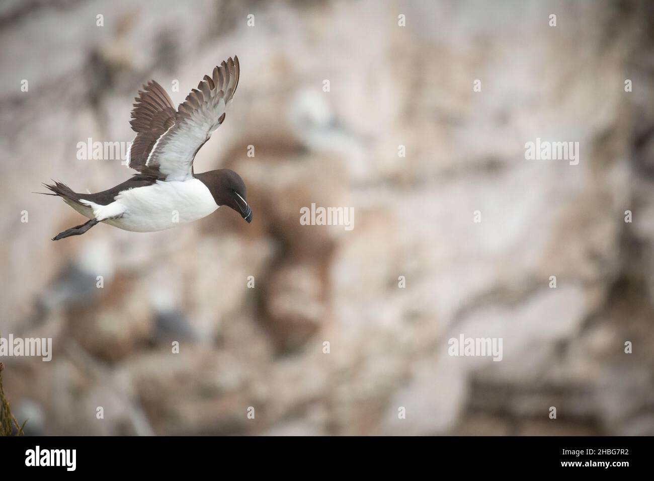 A razorbill (Alca torda) makes a fly past of the cliffs at Bempton ...