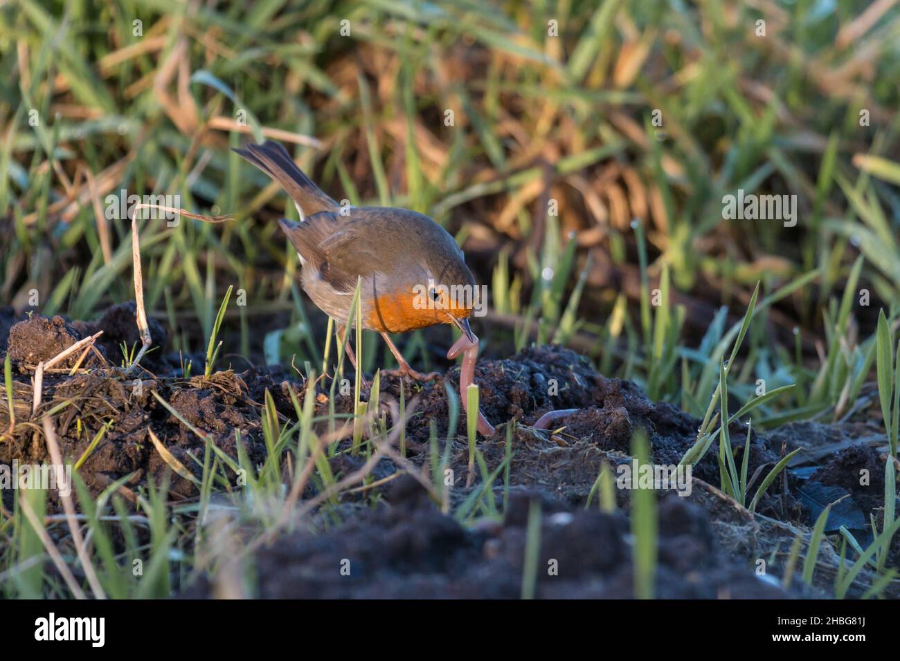 The early bird catches the worm as demonstrated by this robin ...