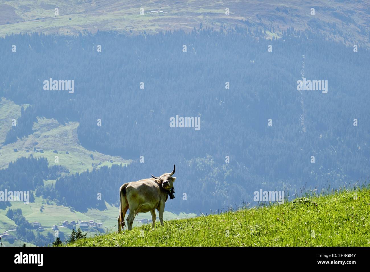 A cute cow looking back on a vibrant green hill with a gorgeous ...