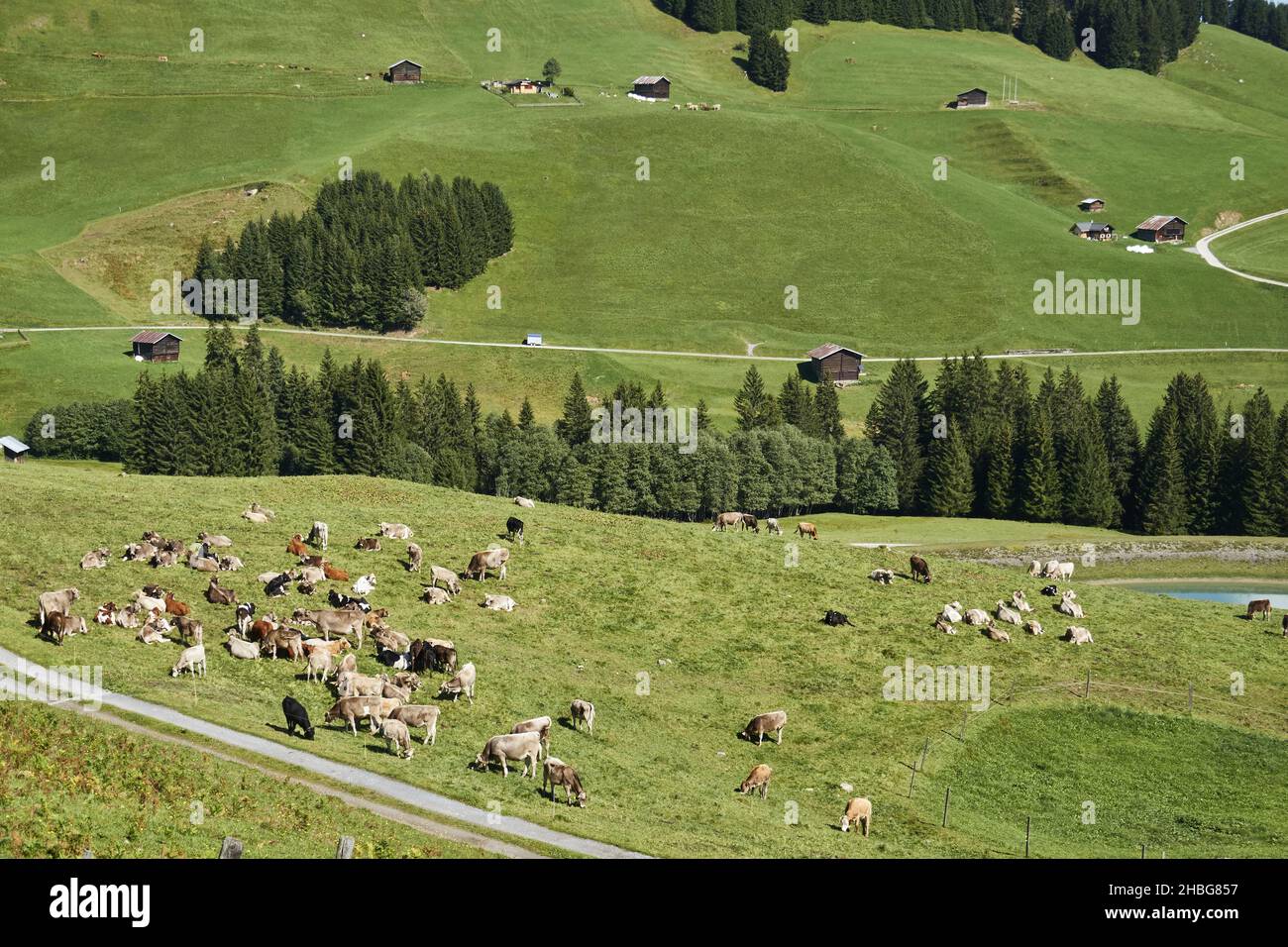 An aerial view of a herd of cows in a lush green field surrounded by ...