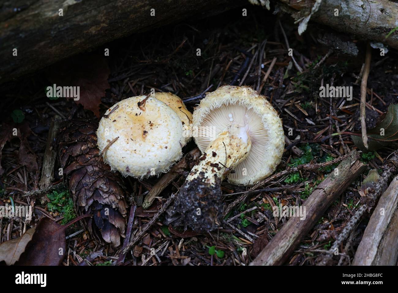 Purple staining milkcap hi-res stock photography and images - Alamy