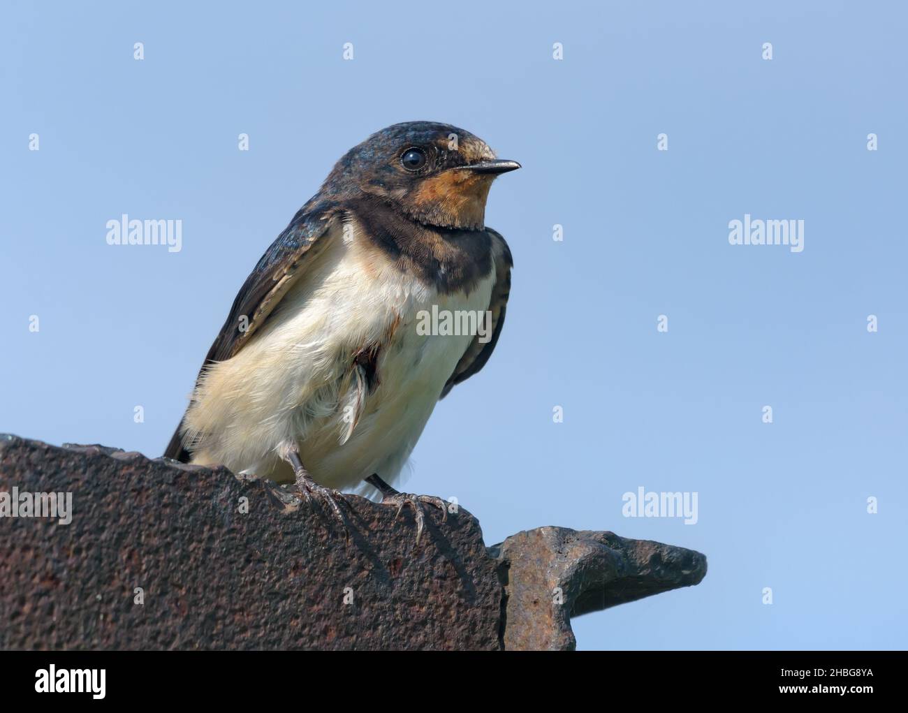 Swallow glance hi-res stock photography and images - Alamy