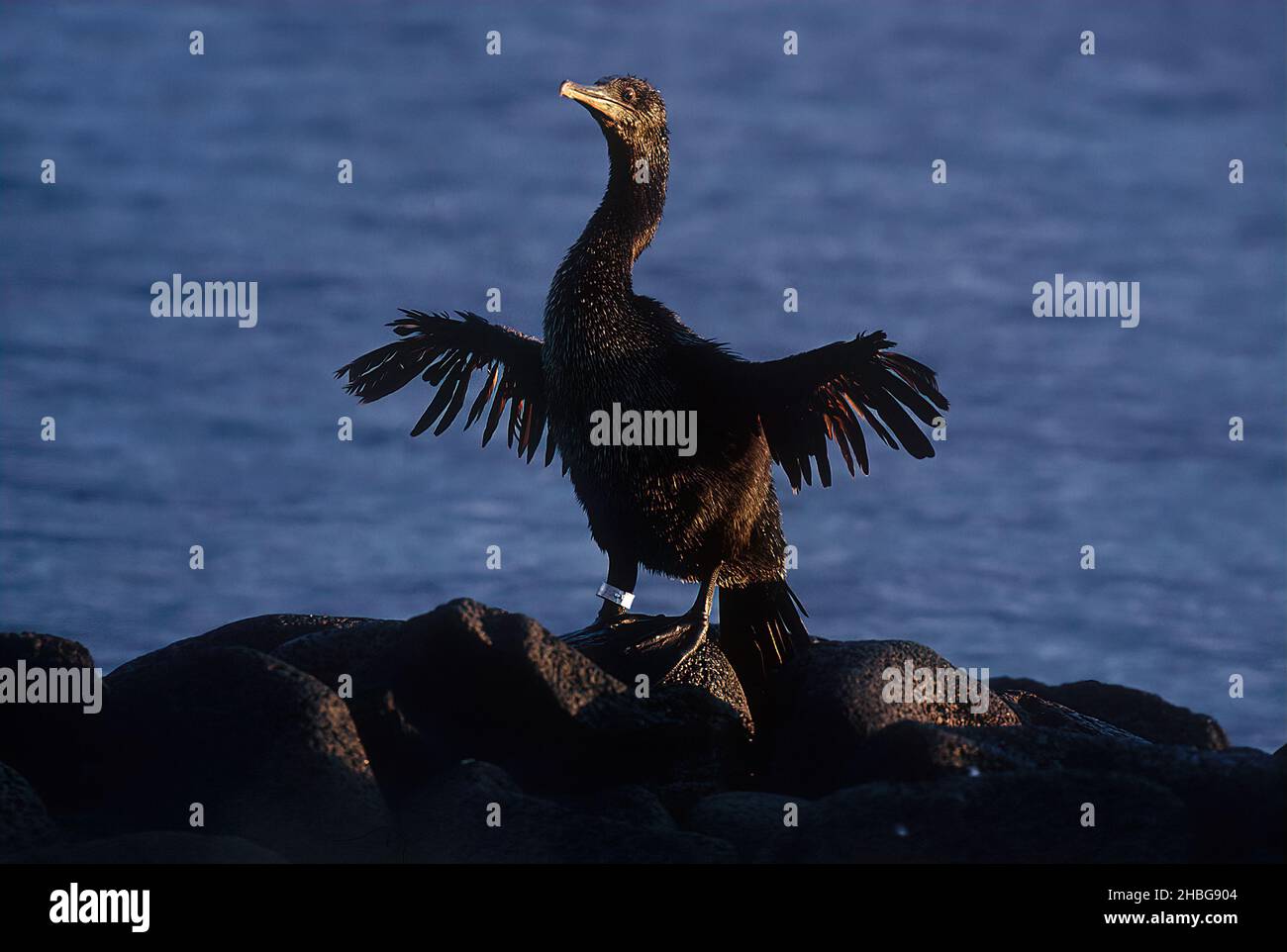 The flightless cormorant (Nannopterum harrisi), also known as the ...