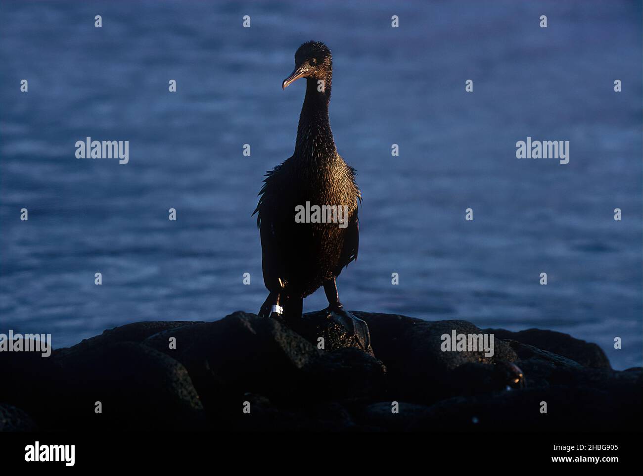 The flightless cormorant (Nannopterum harrisi), also known as the ...