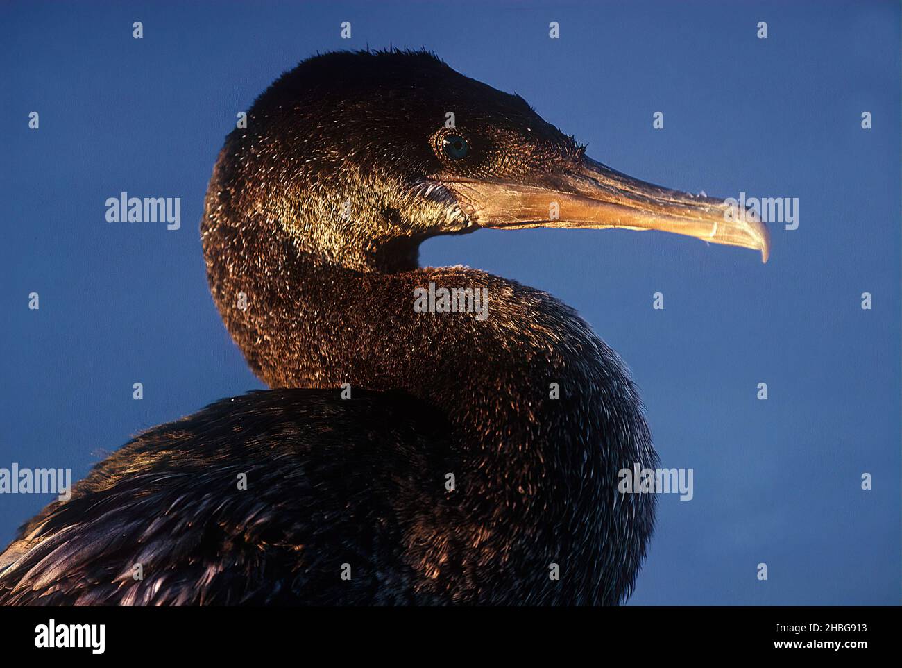 The flightless cormorant (Nannopterum harrisi), also known as the ...