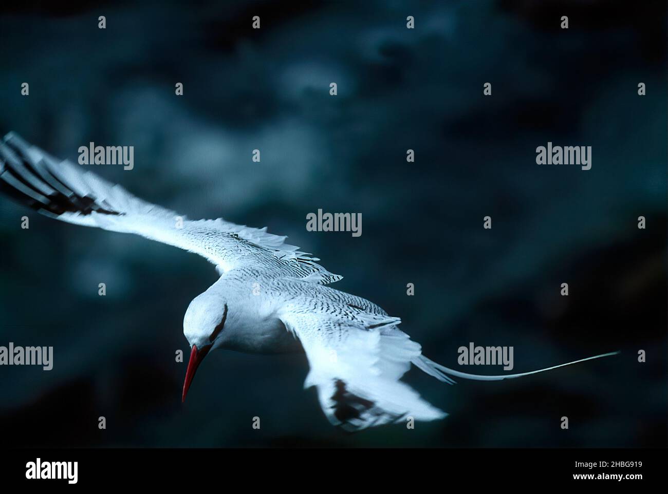 The red-billed tropicbird (Phaethon aethereus) is a tropicbird, one of ...