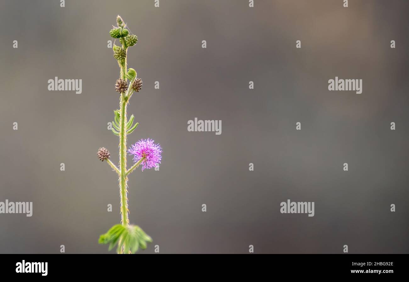 Close up pick flower of giant false sensitive plant Stock Photo - Alamy