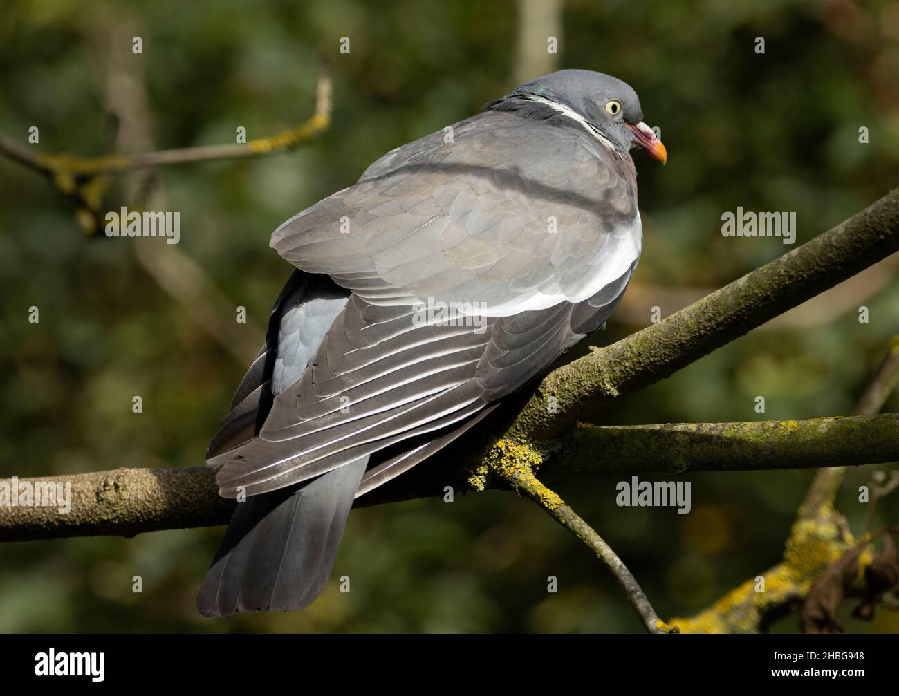 An adult Wood Pigeon relaxes in the sunshine. These are the largest of ...