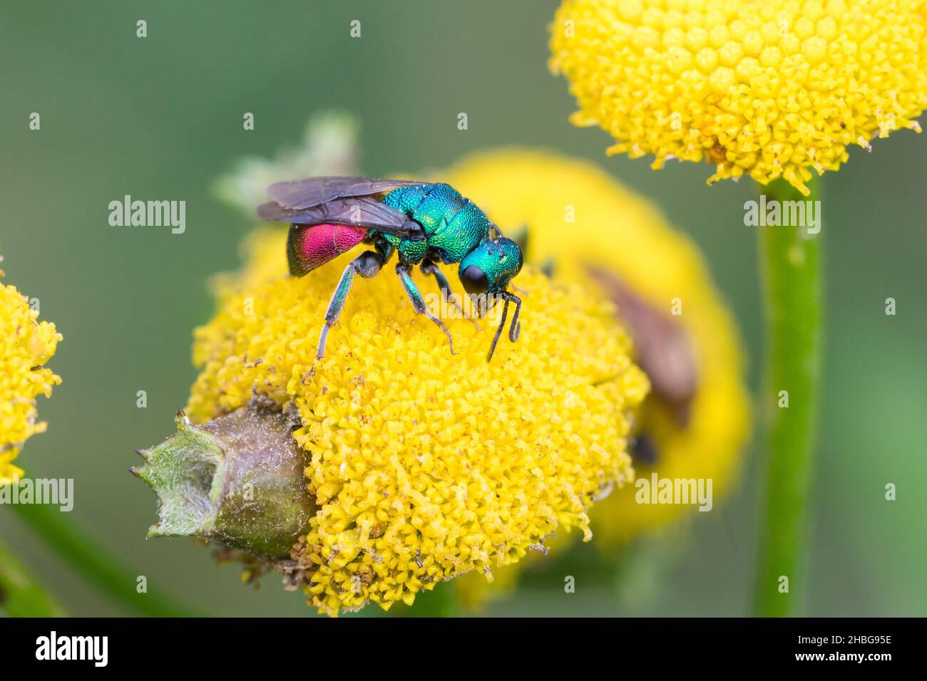 Goldwespe, Gold-Wespe, Hedychrum spec., Blütenbesuch auf Rainfarn ...