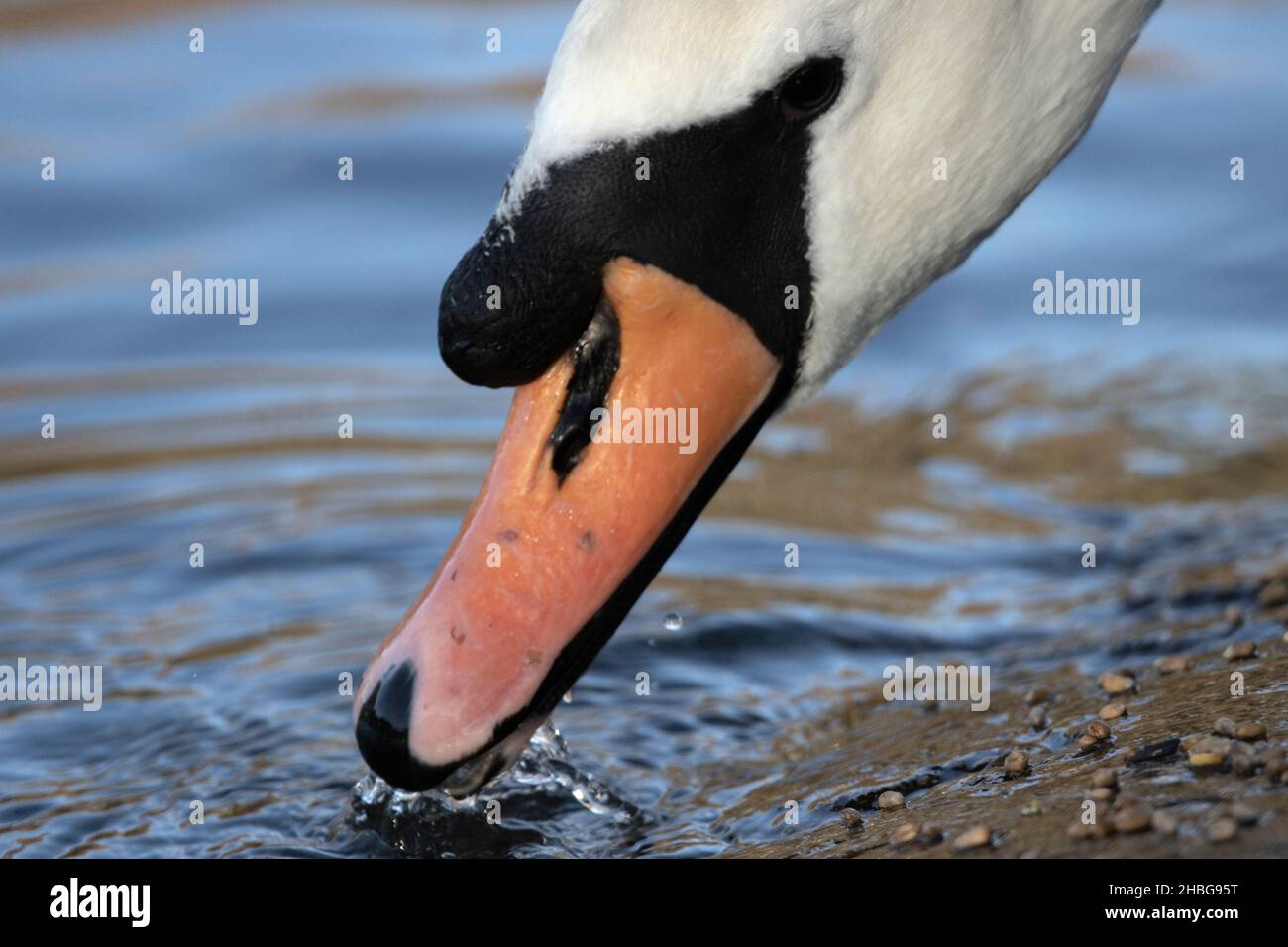 The serrated inner edges of a Mute Swan helps it to sieve small ...