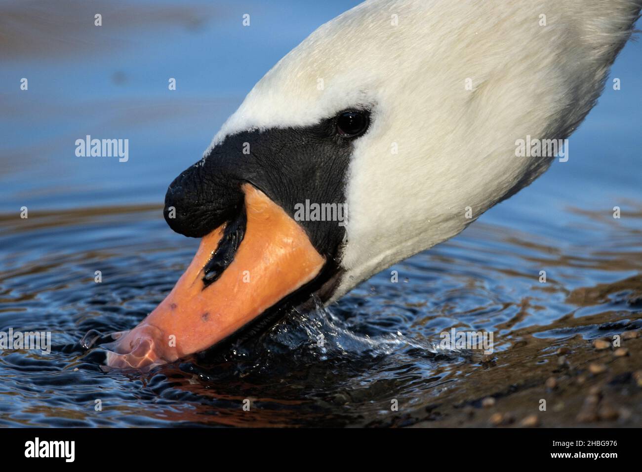 The serrated inner edges of a Mute Swan helps it to sieve small ...