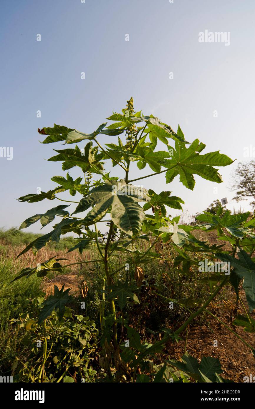 castor oil plant, Ricinus communis AKA mole bean. Photographed in ...