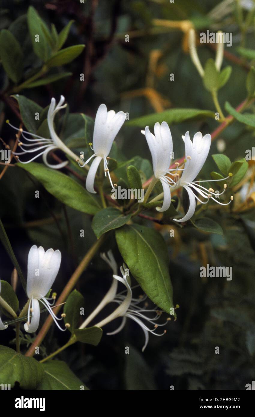 Japanese honeysuckle (Lonicera japonica), ovate-elliptic leaves and ...