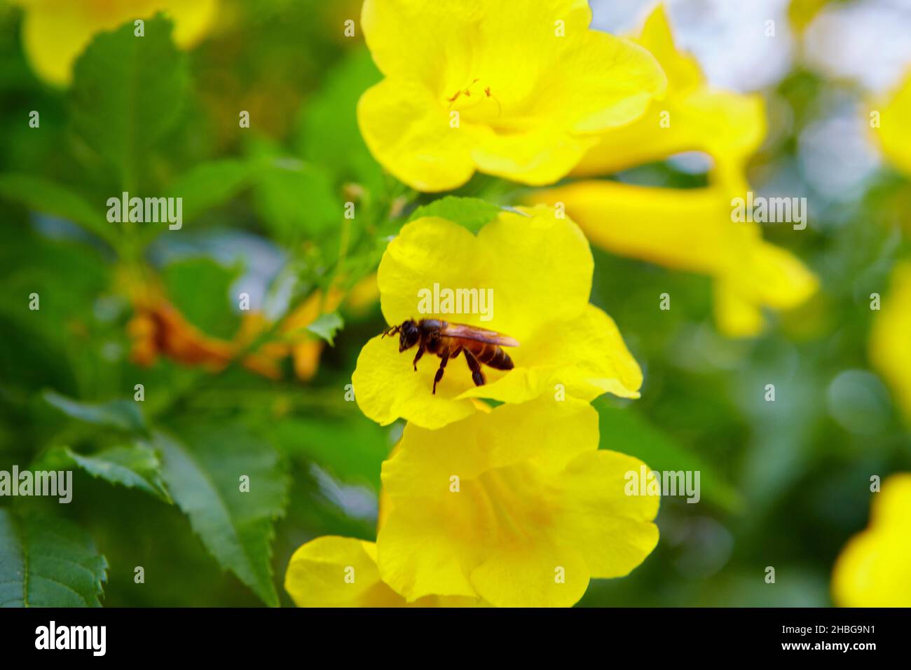 Yellow elder hi-res stock photography and images - Alamy