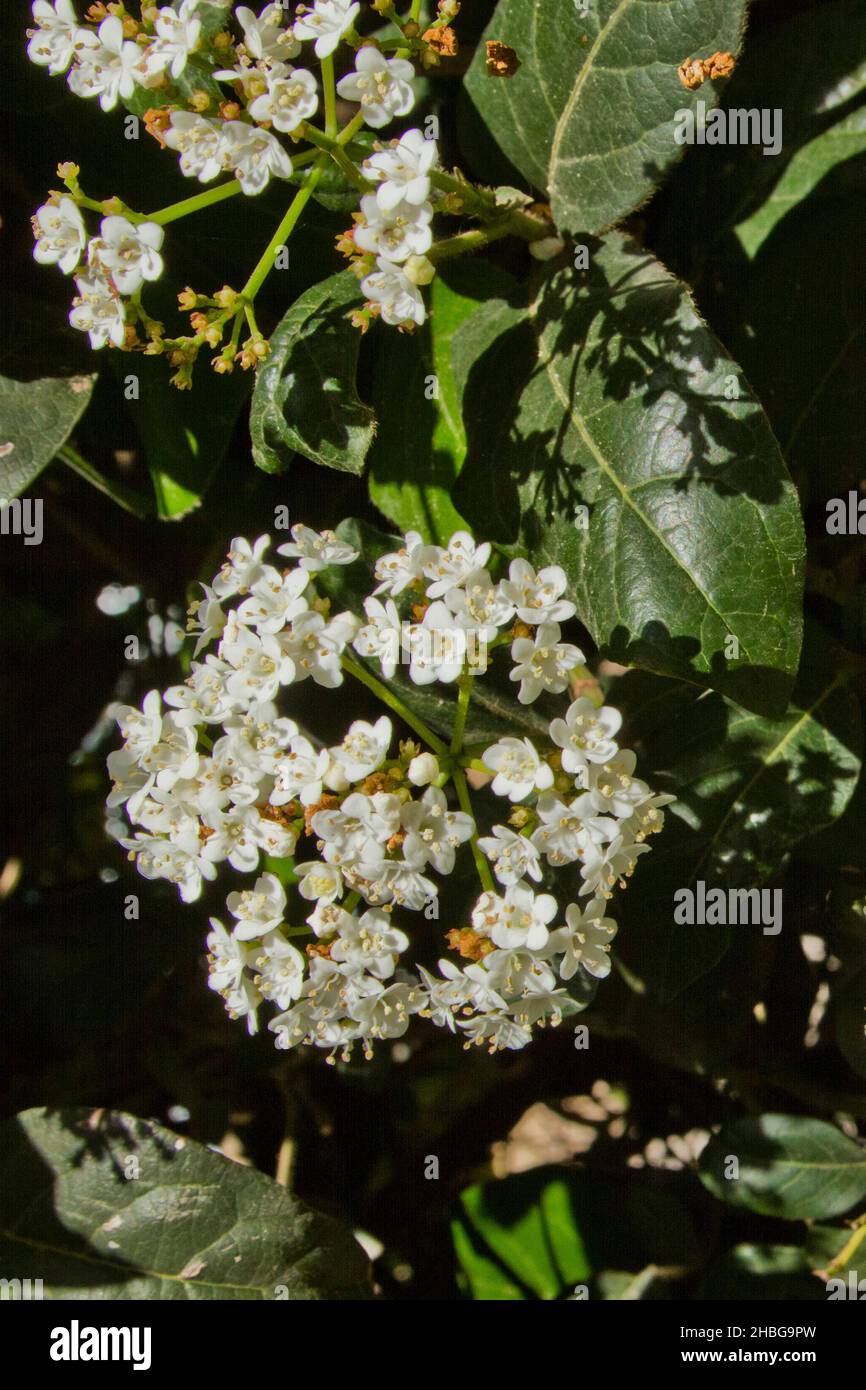 Viburnum tinus (Laurustinus, laurustinus viburnum or laurestine) tree ...