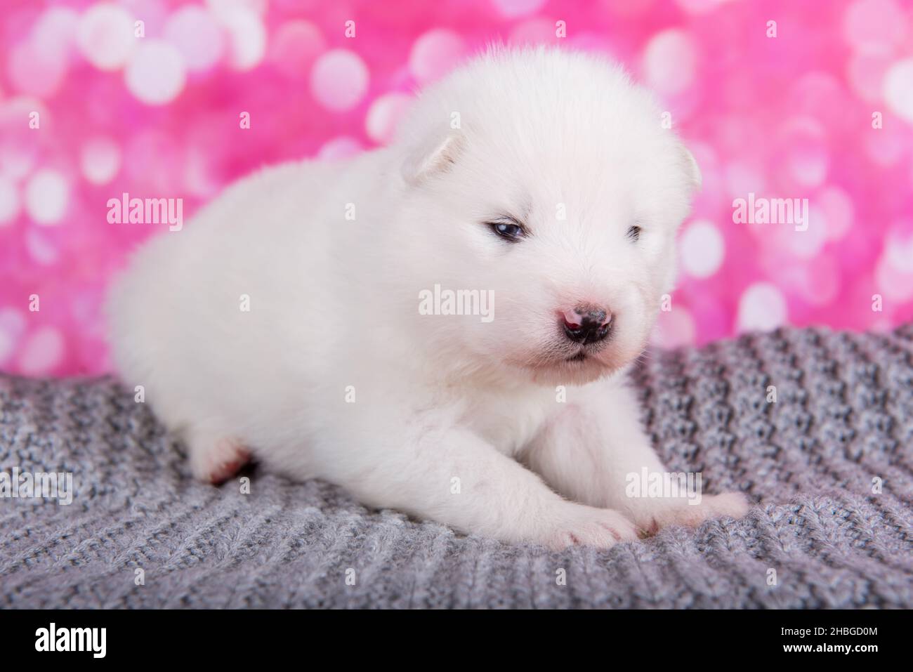 White fluffy small Samoyed puppy dog is on gray knitted warm wrap in ...