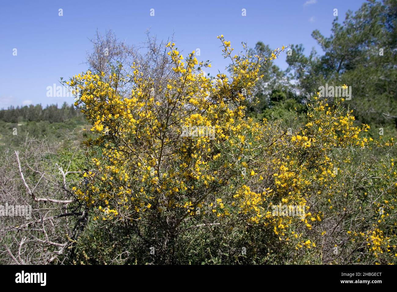 Calicotome villosa, also known as hairy thorny broom and spiny broom ...