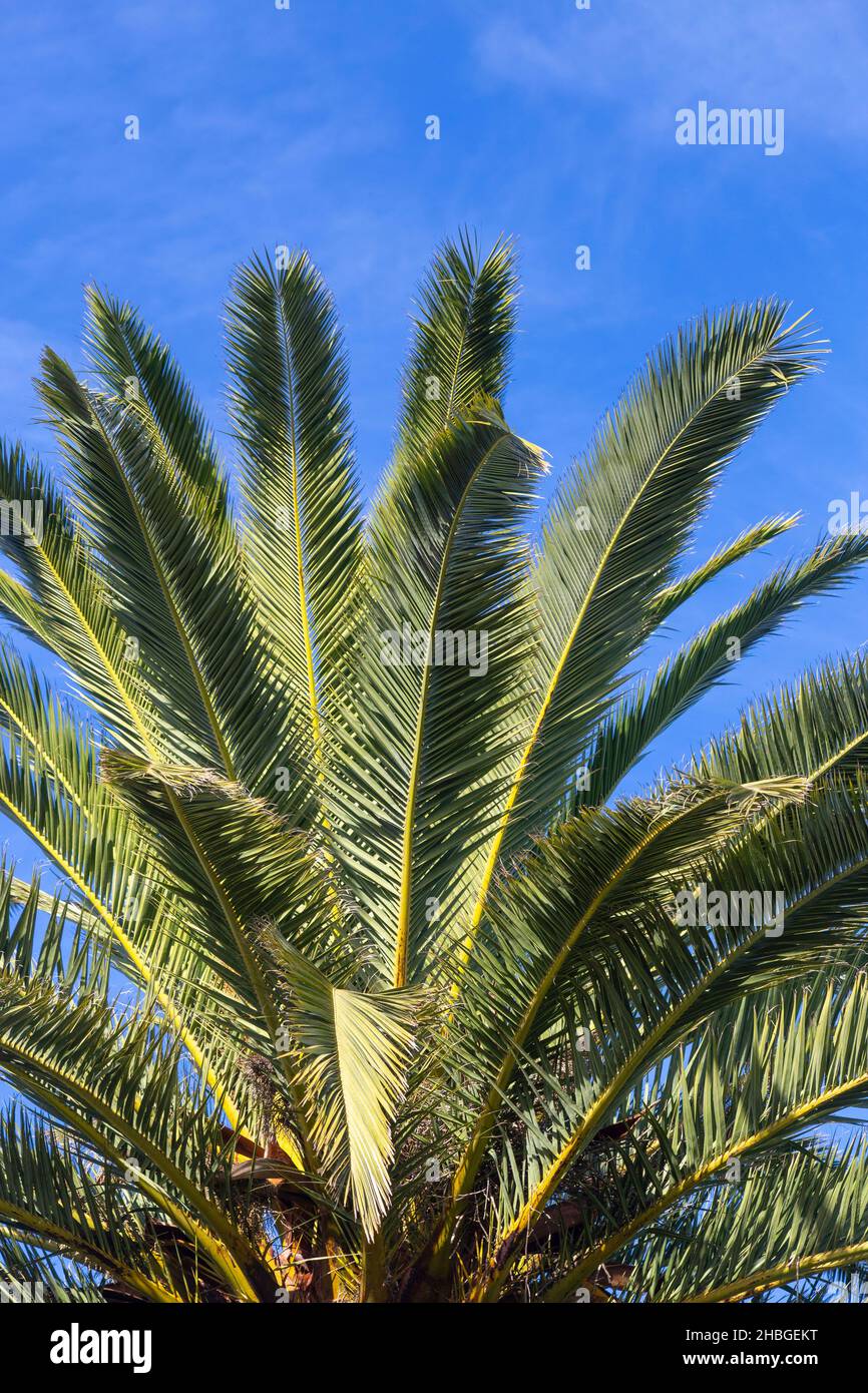 A leaves of a palm tree, Phoenix canariensiswith blue sky on a sunny ...
