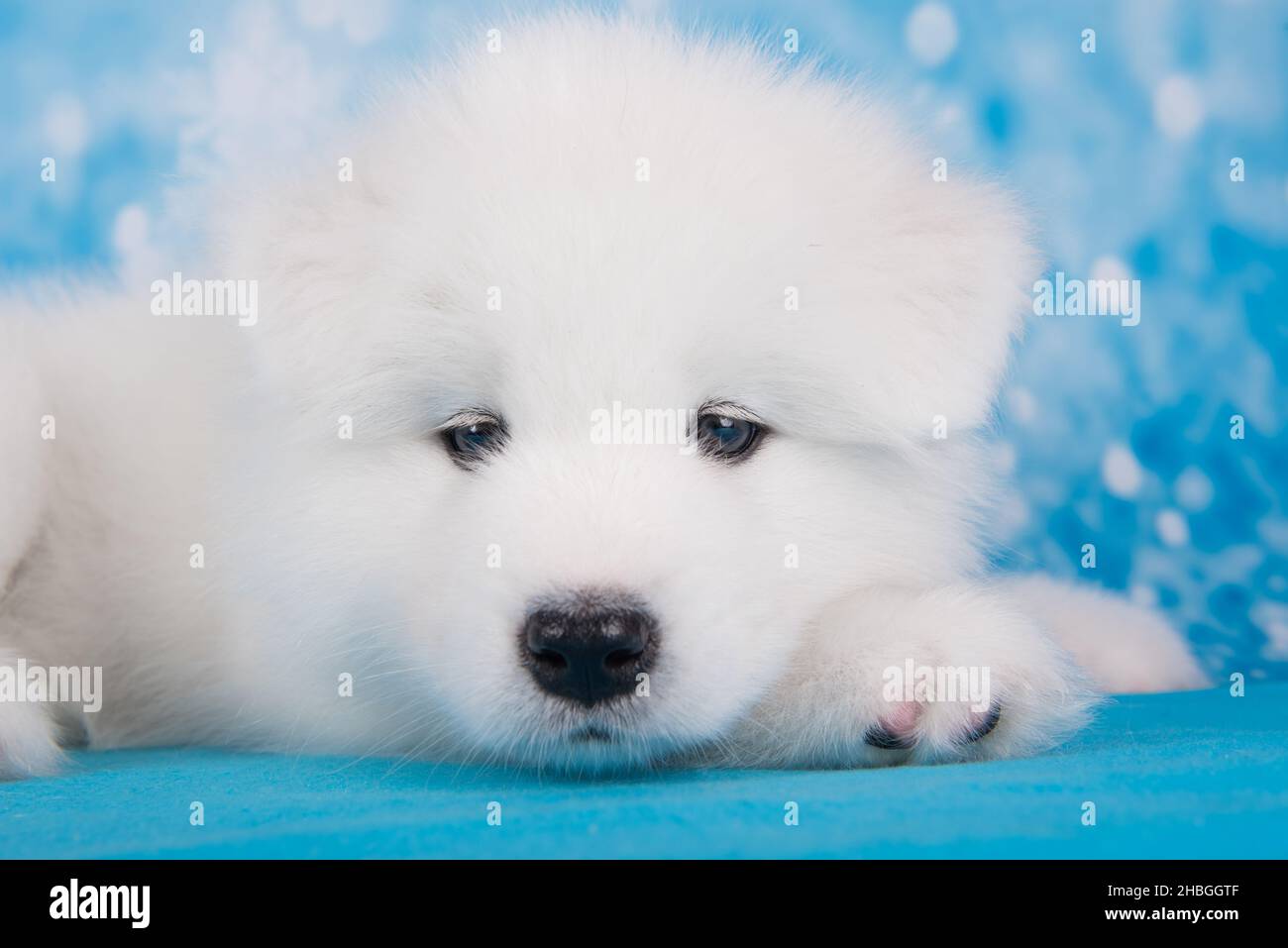 White fluffy small Samoyed puppy dog is sleeping on blue background ...