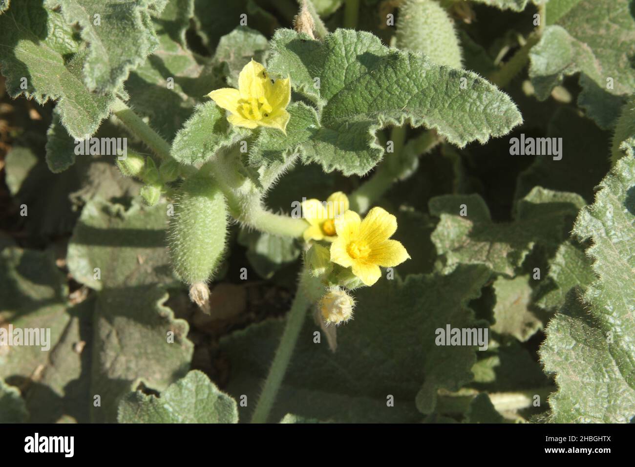 Ecballium elaterium seed hi-res stock photography and images - Alamy