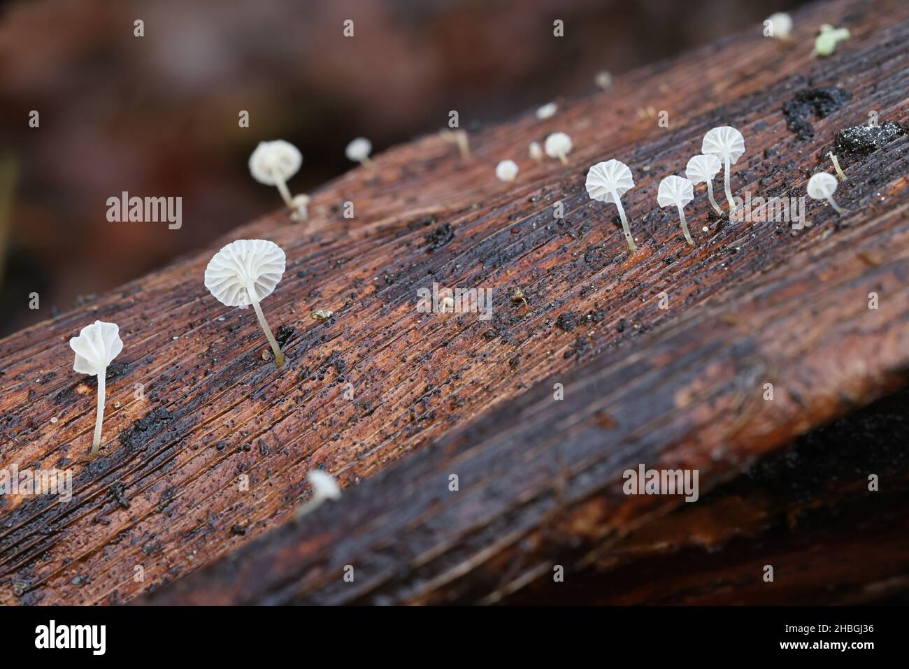 Mycena speirea, also called Phloeomana speirea, commonly known as bark ...