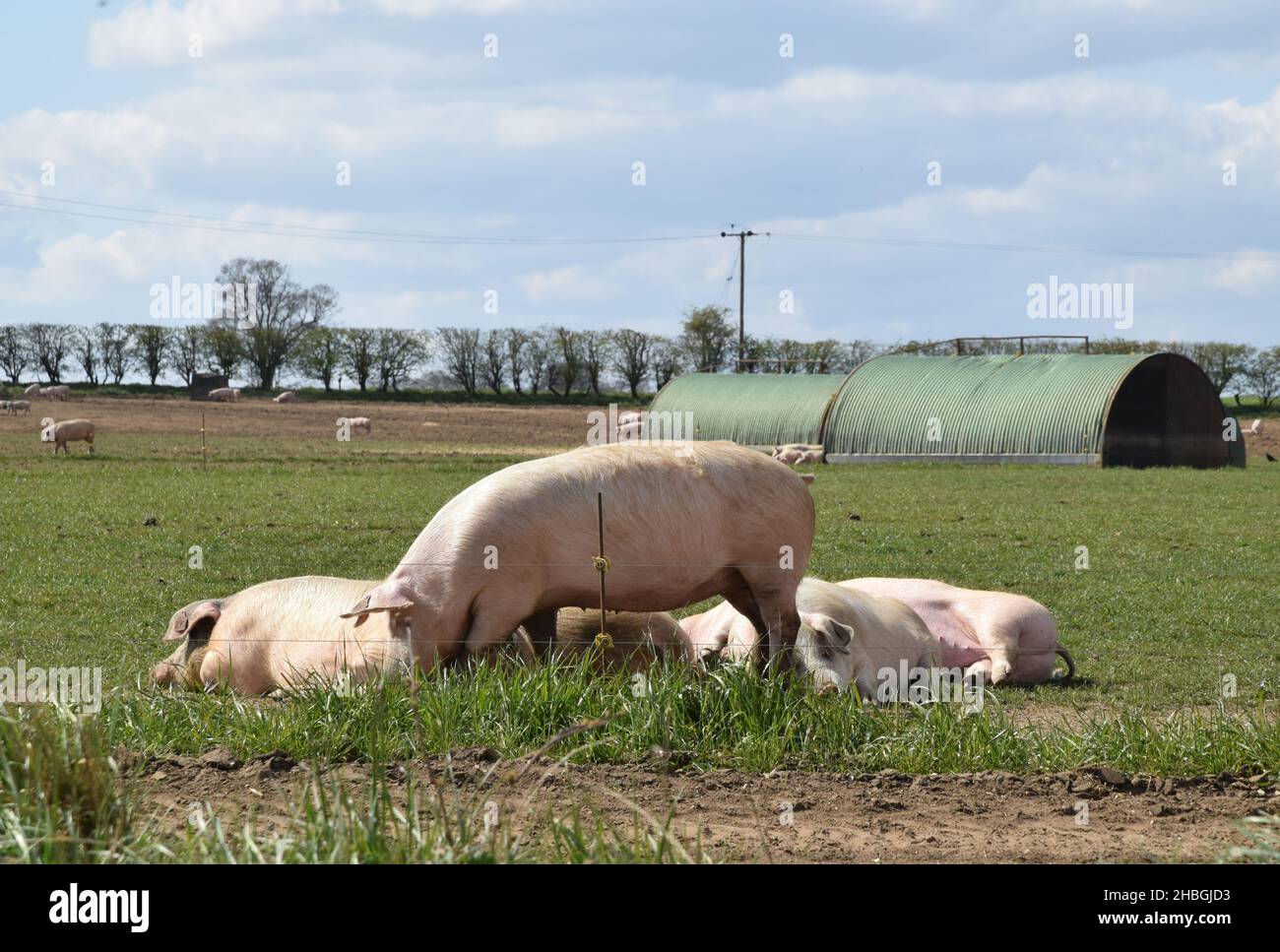 pig farm, suffolk, england Stock Photo - Alamy