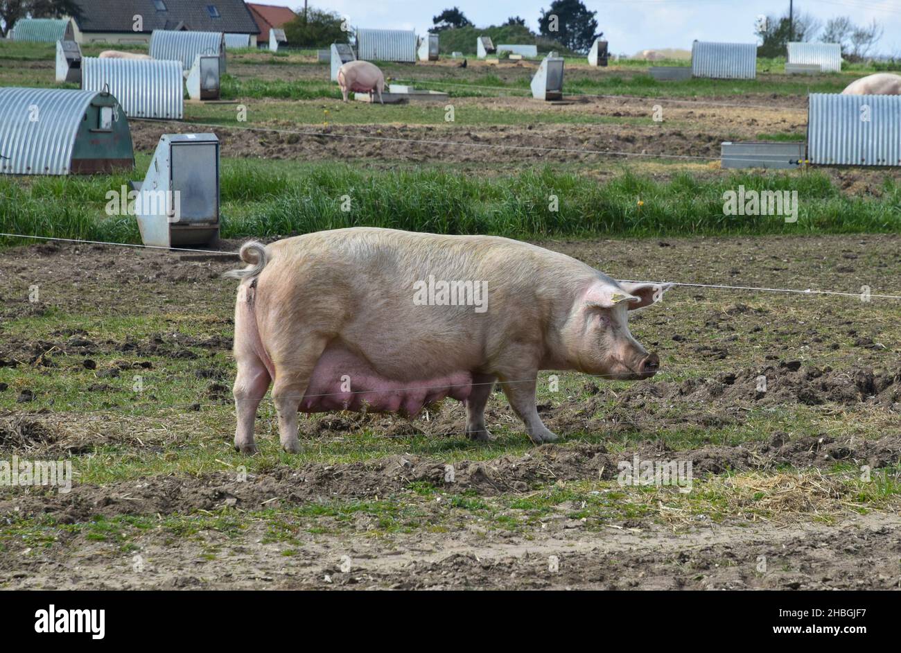 Suffolk pig farming hi-res stock photography and images - Alamy