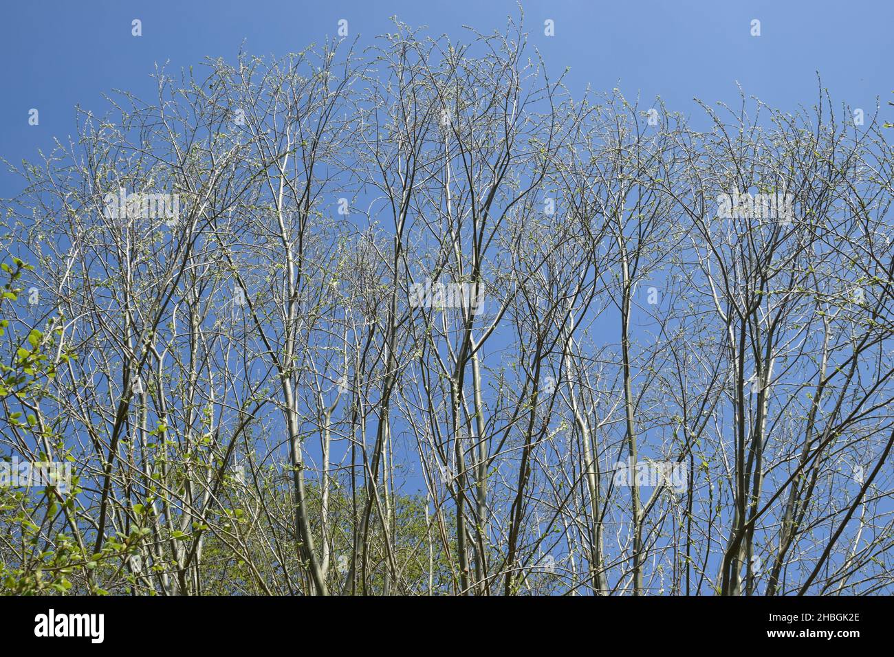 tree branches showing new growth in spring, england Stock Photo - Alamy