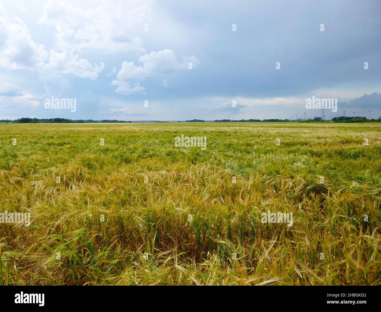 Agricultural rye field under sky with clouds. Harvest theme. Rural ...