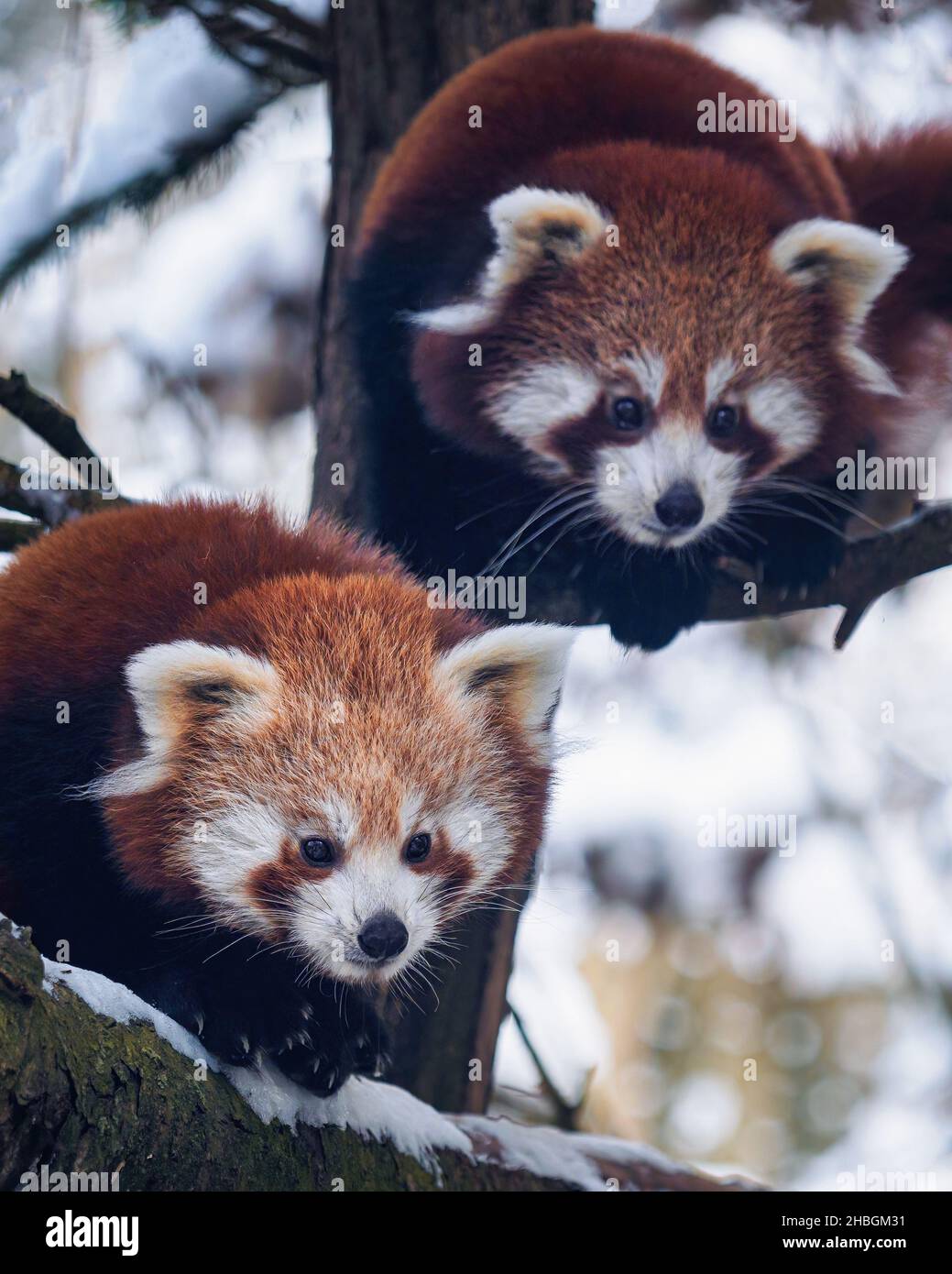 Portrait of two red pandas cub on a branch Stock Photo - Alamy
