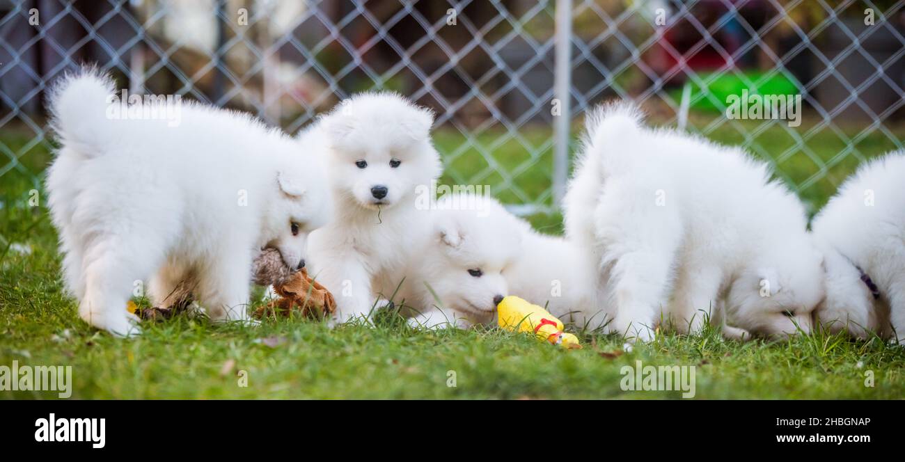 Funny fluffy white Samoyed puppies dogs are playing Stock Photo - Alamy