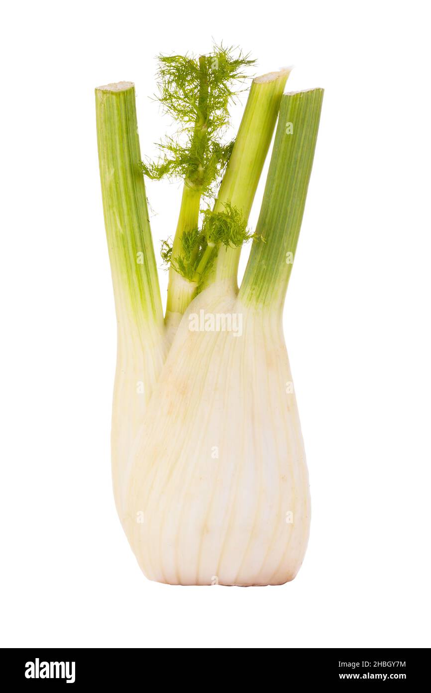 Fennel bulb close up isolated on a white background. Fresh raw root ...