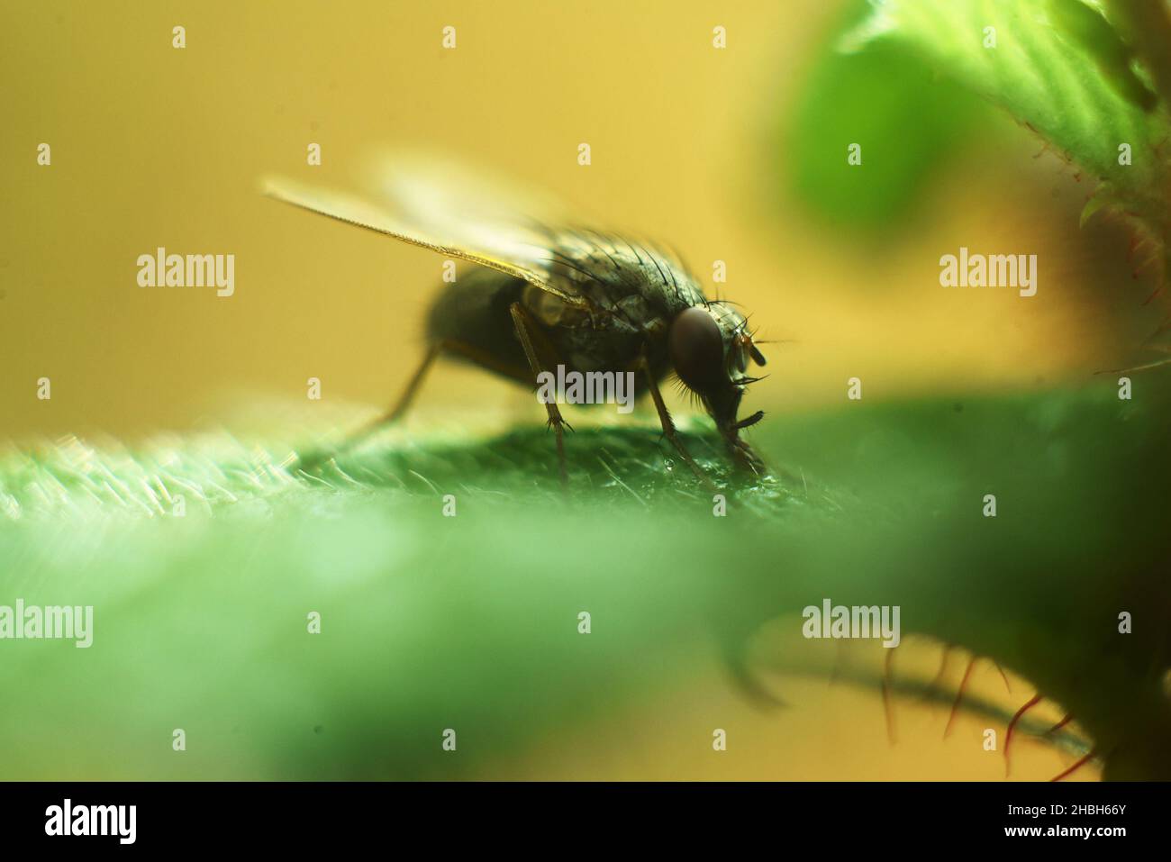 Exotic Drosophila Fruit Fly Diptera Insect on Plant Stock Photo - Alamy