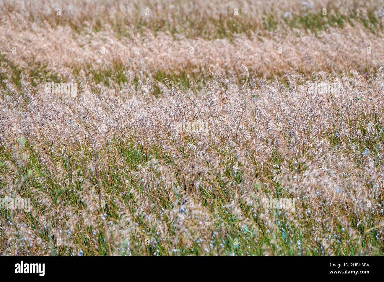 Curved stems hi-res stock photography and images - Alamy