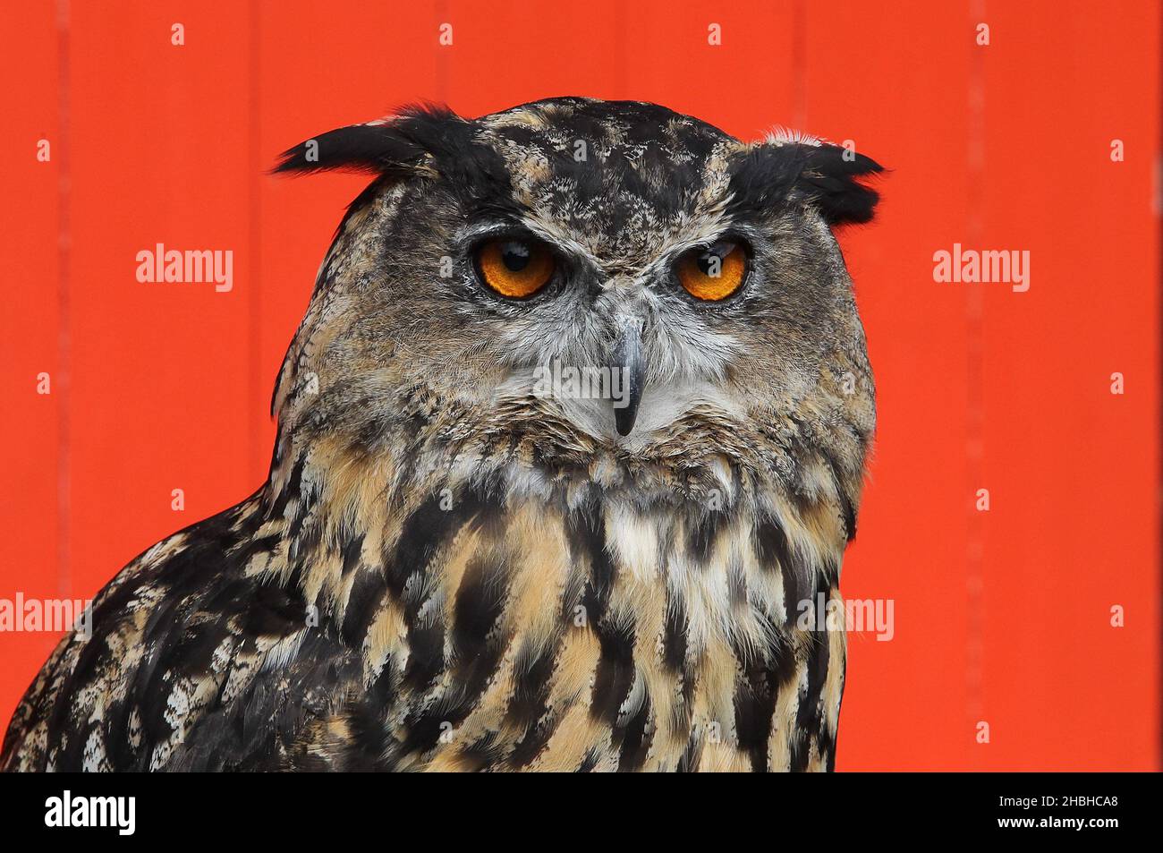 Max, the Eurasian eagle Owl sits on a set of electronic scales and is ...