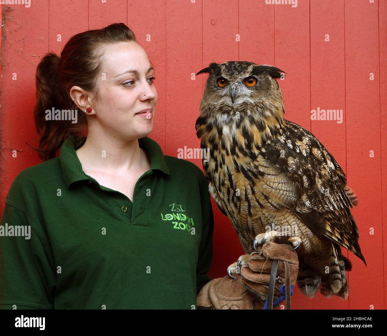 Max, the Eurasian eagle Owl awaiting his weigh in during the annual ...