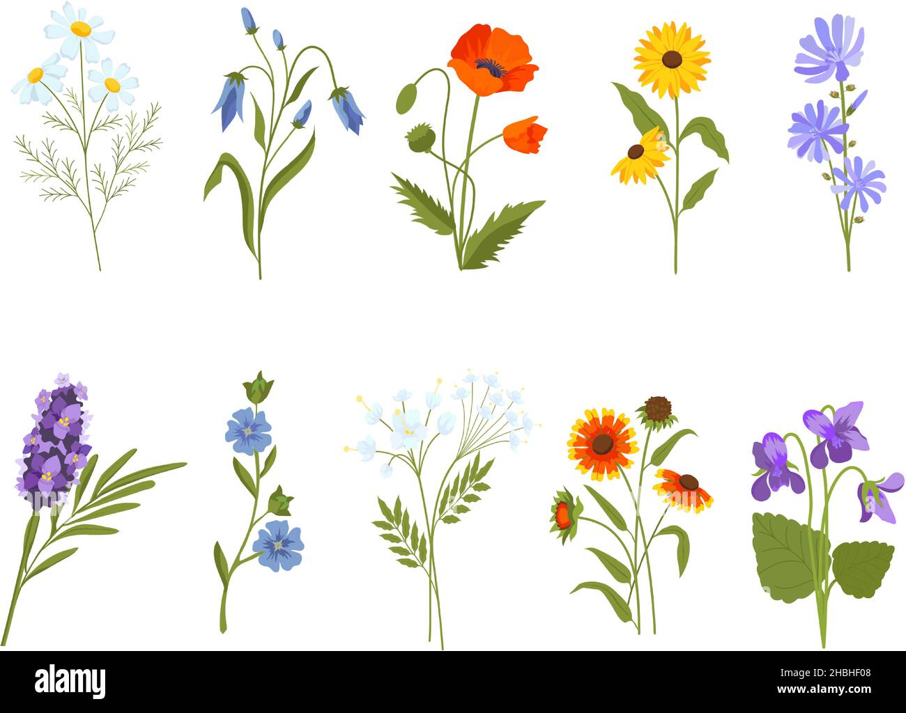 Medical chamomile in field Stock Vector Images - Alamy
