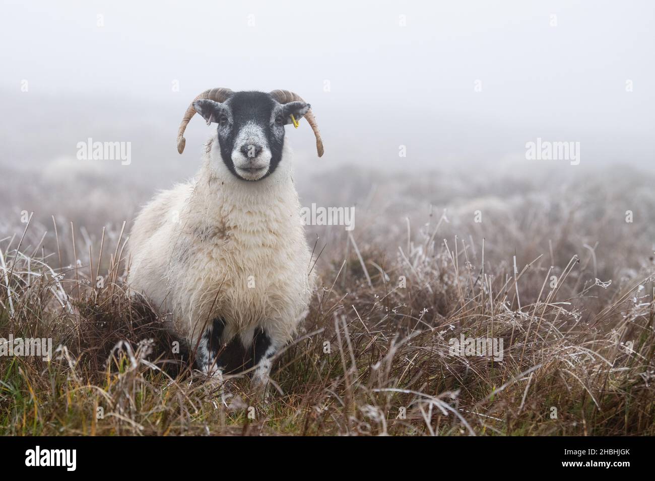Scottish black face sheep Stock Photo - Alamy