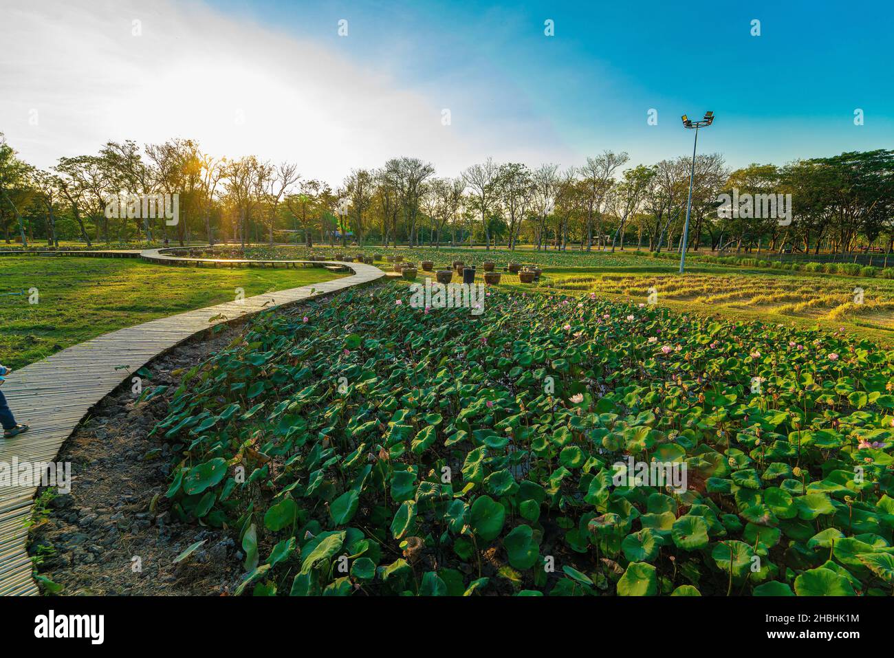 Nature landscape tree park sunset green grass foliage background Stock ...