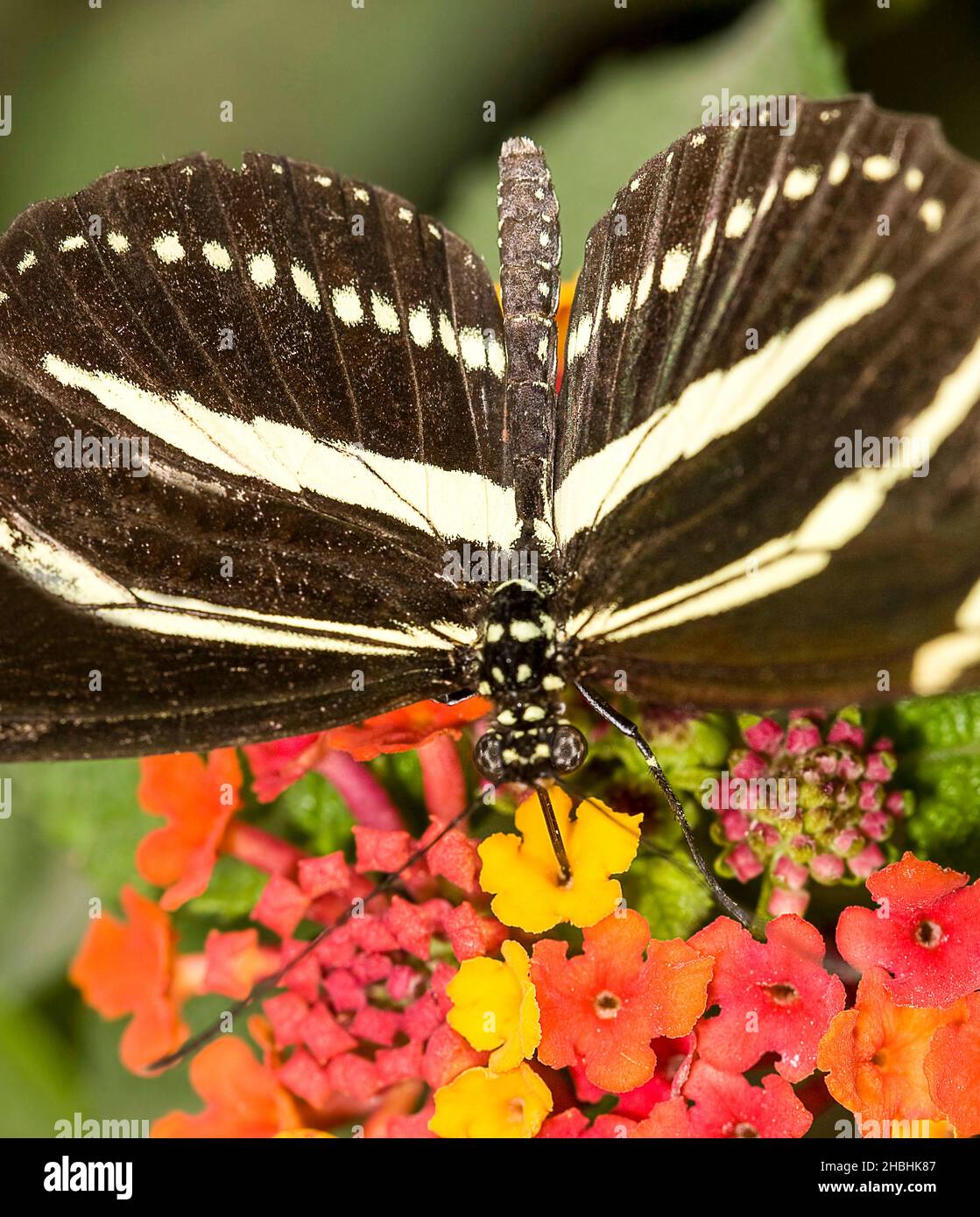 Butterfly collecting nectar from flower hi-res stock photography and ...