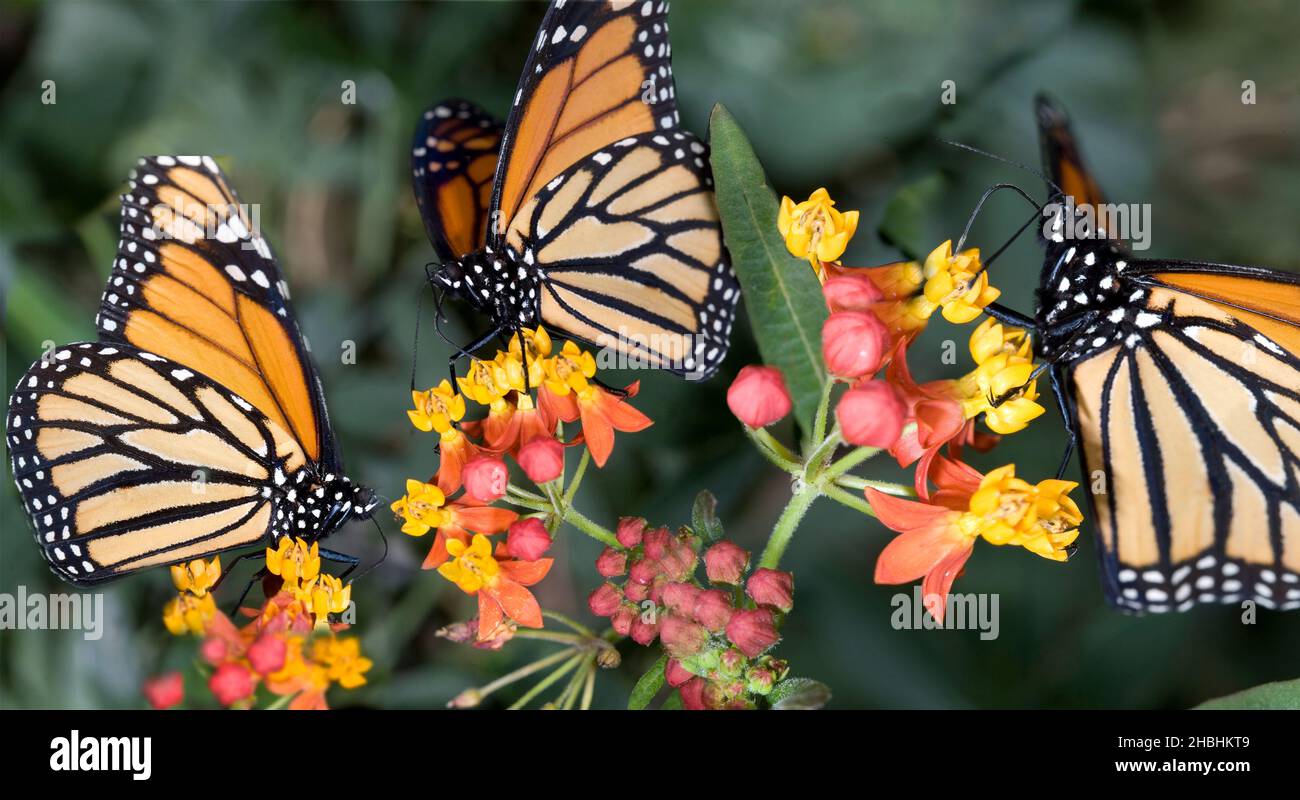 Butterfly collecting nectar from flower hi-res stock photography and ...